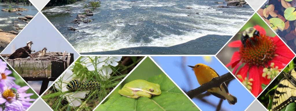 Riverine Chapter of Virginia Master Naturalists – Engaging with Nature ...